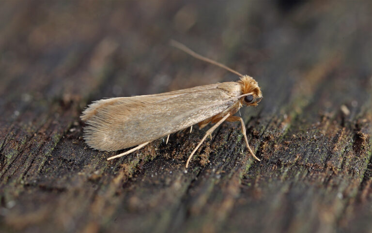 The Lifecycle of Decay: Insects That Arrive at Every Stage of ...