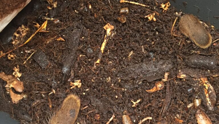 Why Some Scientists Study Insect Poop — And What They’re Finding ...