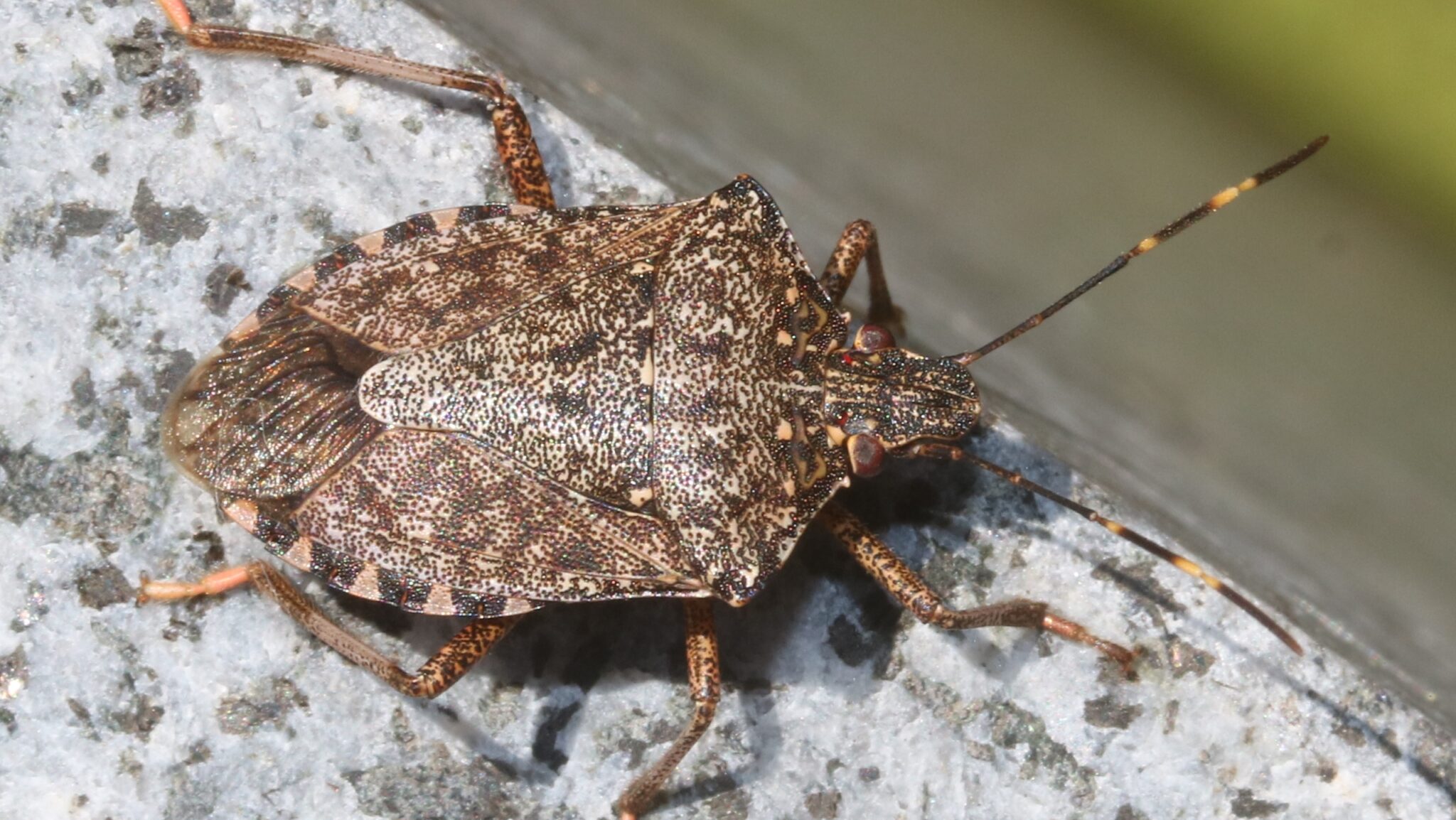 Stink Bug Invasion: Why This Bug Loves Your Home (and How to Stop It ...