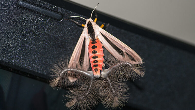 The Insect Olympians: Bugs That Hold World Records – Insect Hive
