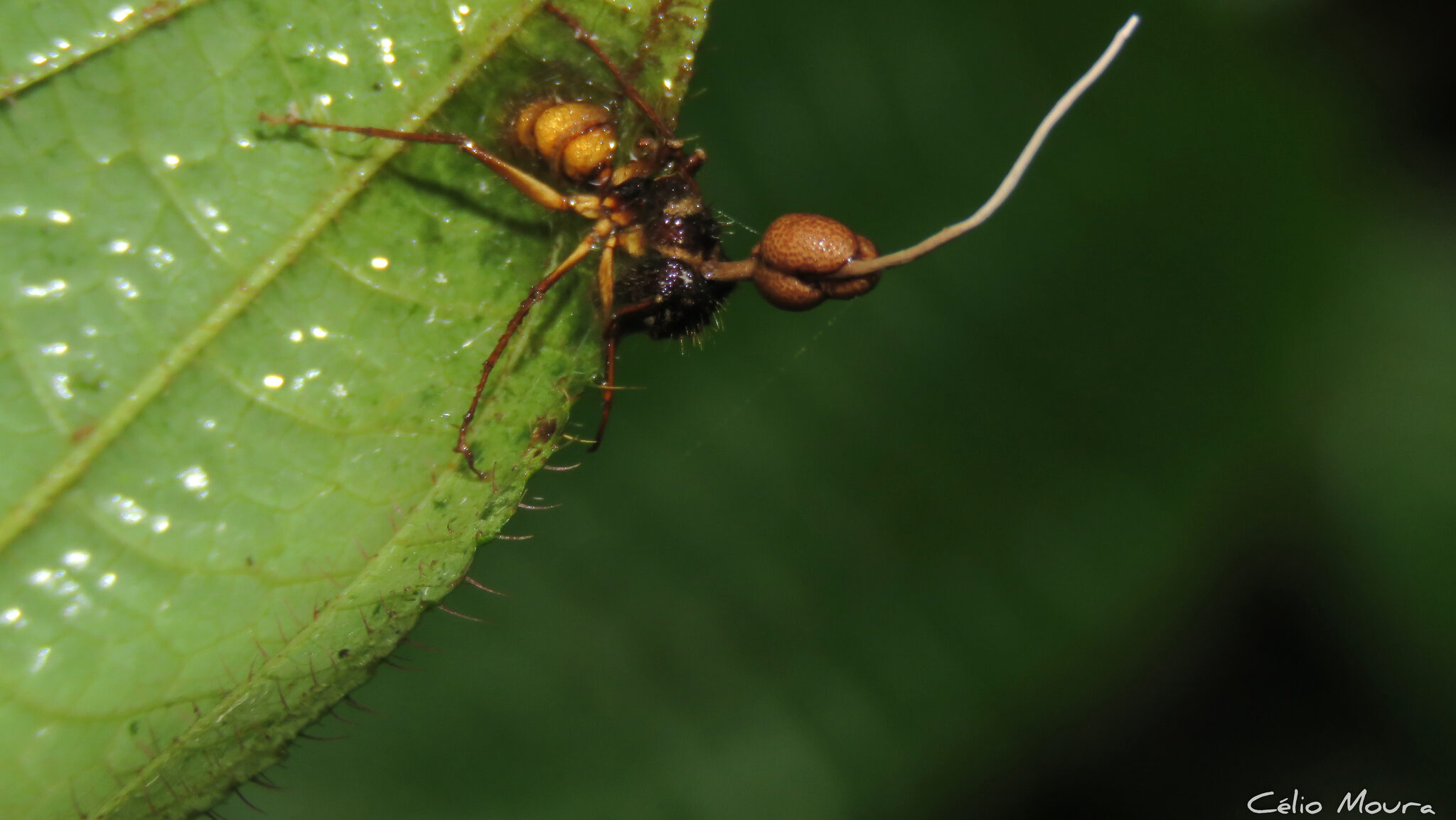 Insects That Live Inside Other Insects — The Ultimate Parasites ...