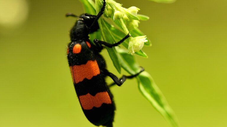 How Some Insects Use Chemical Warfare to Defend Themselves – Insect Hive