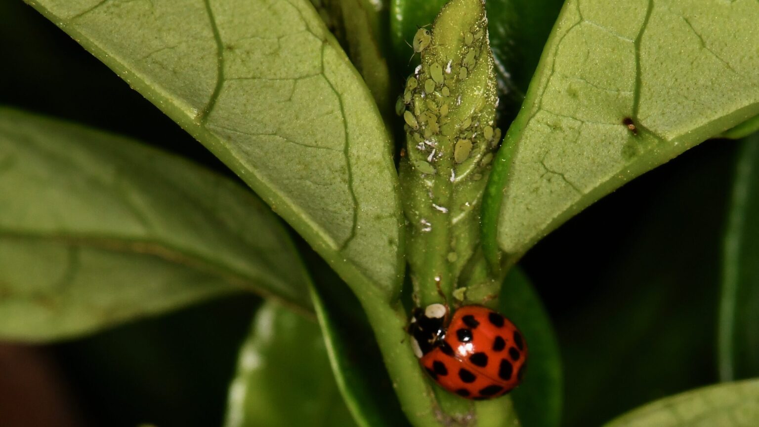 The Insect That’s Born Pregnant: Weird Reproductive Superpowers ...