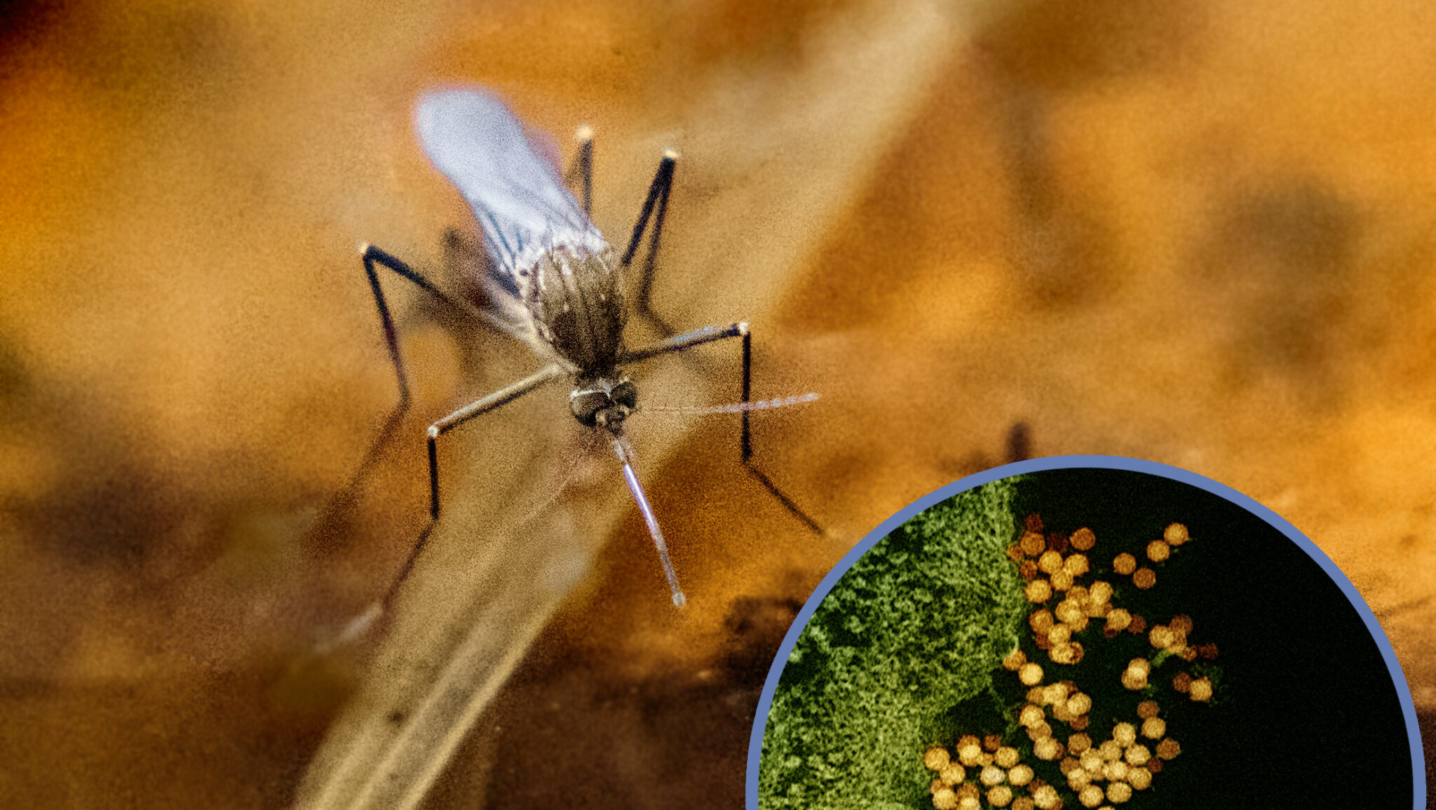 The World’s Most Dangerous Insects and the Diseases They Spread ...