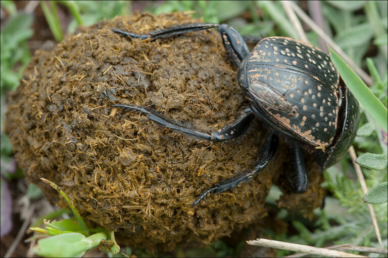 The Scarab in Ancient Egypt: Sacred Beetle or Divine Garbage Collector ...