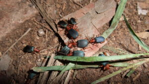 How Some Insects Use Chemical Warfare to Defend Themselves – Insect Hive