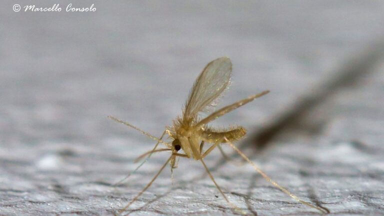The World’s Most Dangerous Insects and the Diseases They Spread ...