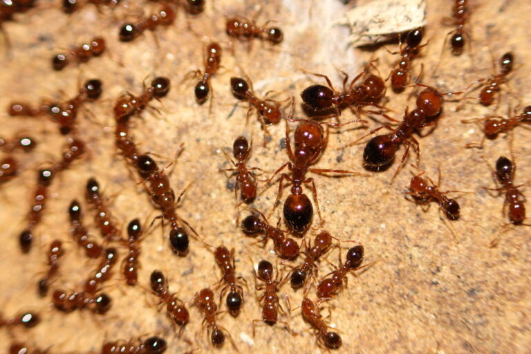 The Desert Fire Ant of the Southwest: Painful, Aggressive, and Highly ...