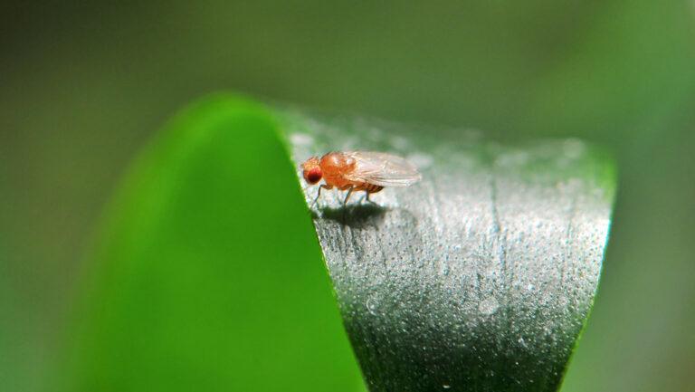 Bugs in Space: What Happens When Insects Go to Orbit – Insect Hive