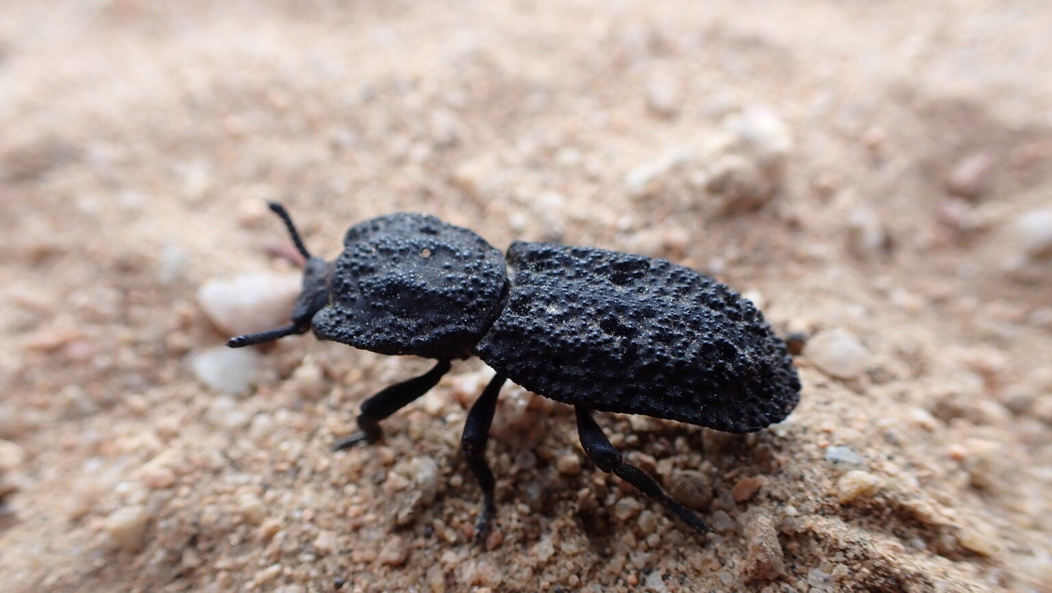 The Weirdest-Looking Beetle in Nature – Insect Hive