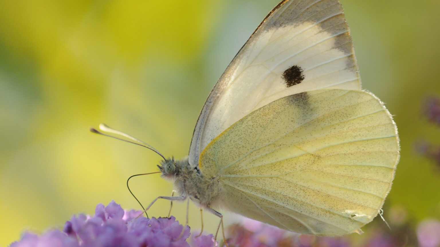 How Some Insects Use Color to Scare, Seduce, or Survive – Insect Hive