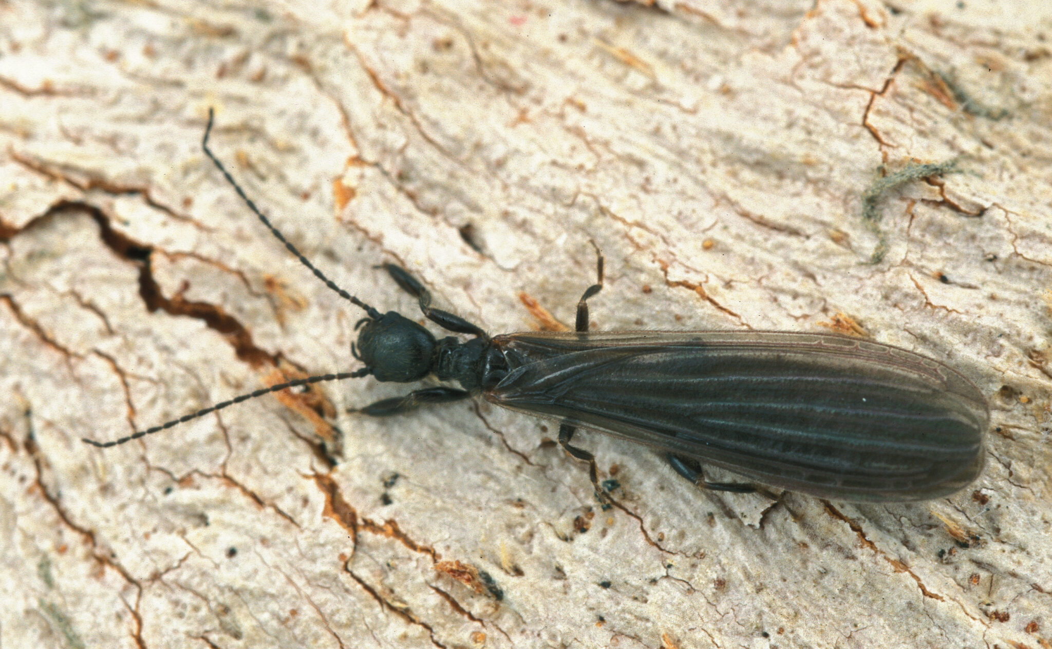 The Oldest Insects Still Alive Today – Insect Hive