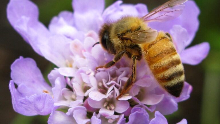 Do Insects Have Emotions? The Science Behind Bug Feelings – Insect Hive