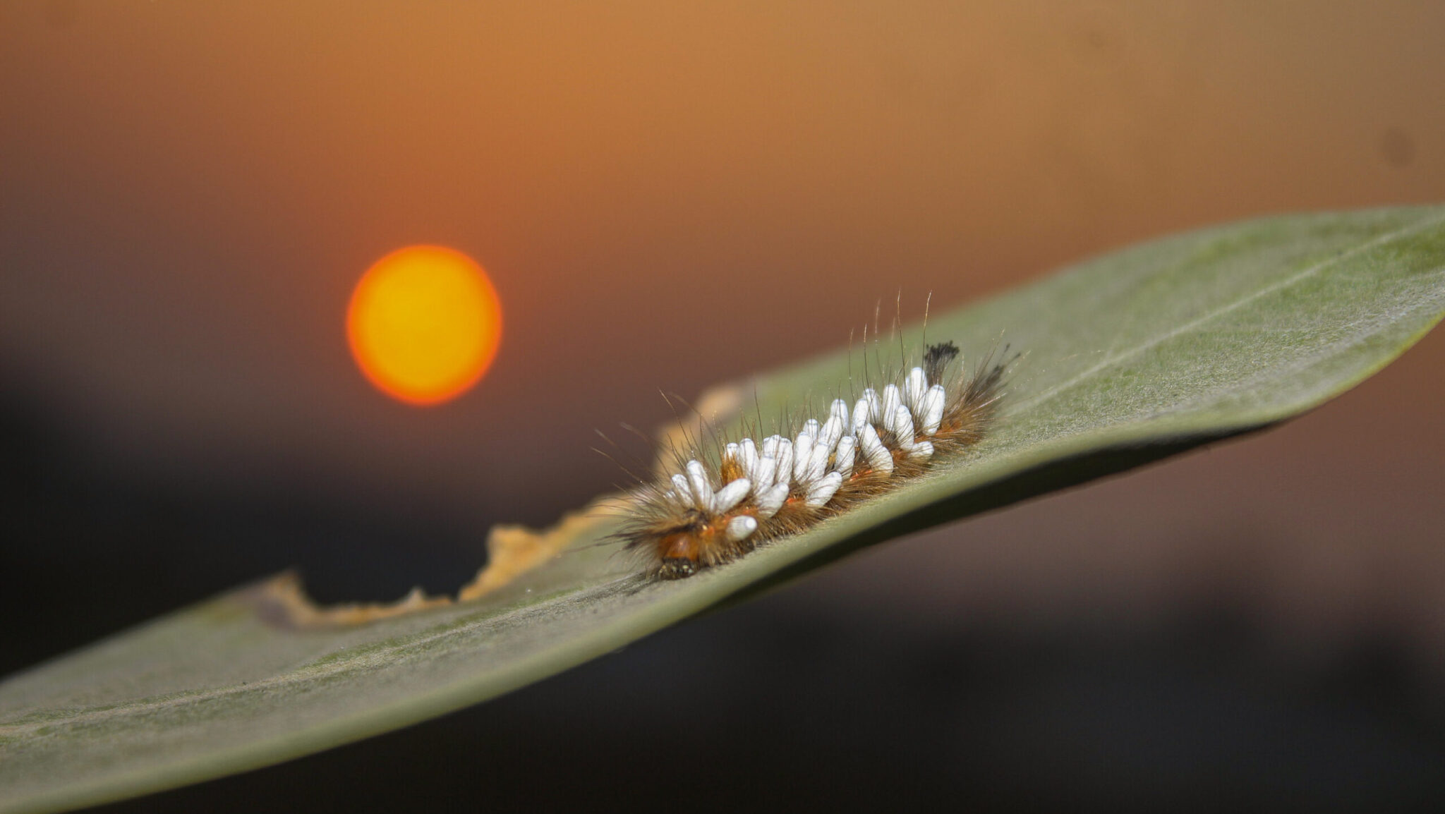 When Insects Are the Victims: Parasites That Prey on Parasites – Insect ...