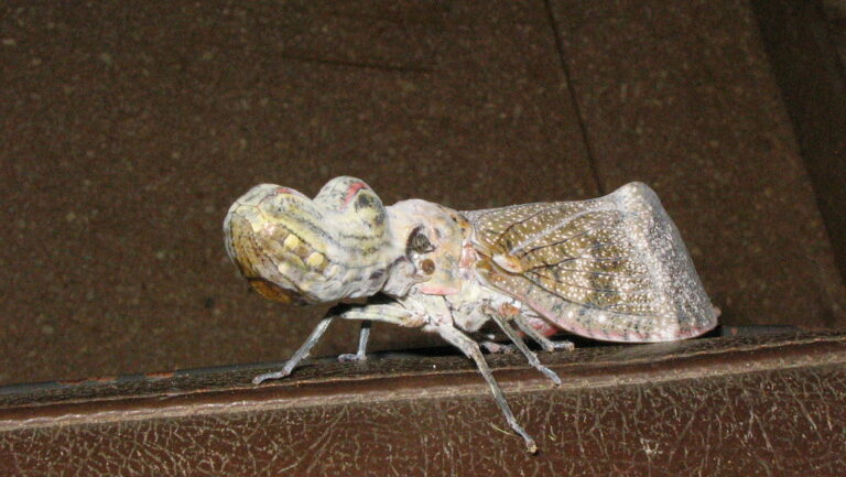 The Weirdest-Looking Beetle in Nature – Insect Hive