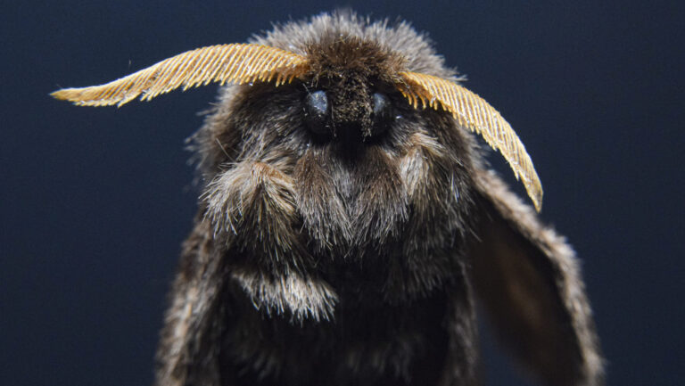 Can Bugs Hear You? How Insects Detect Sound Through Legs, Wings, and ...