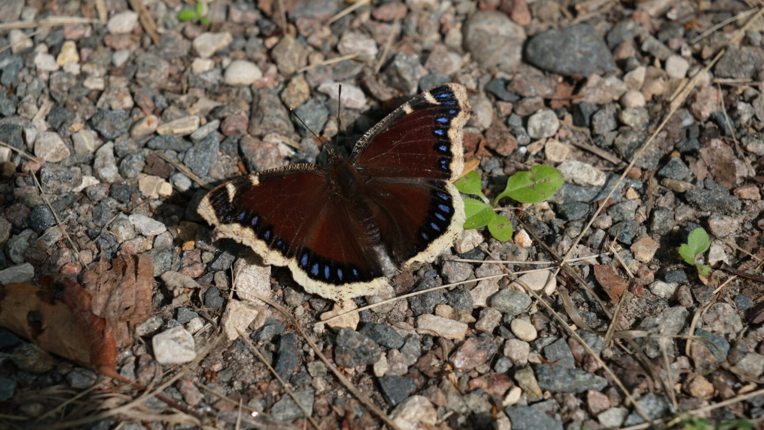 How Some Insects Use Color to Scare, Seduce, or Survive – Insect Hive