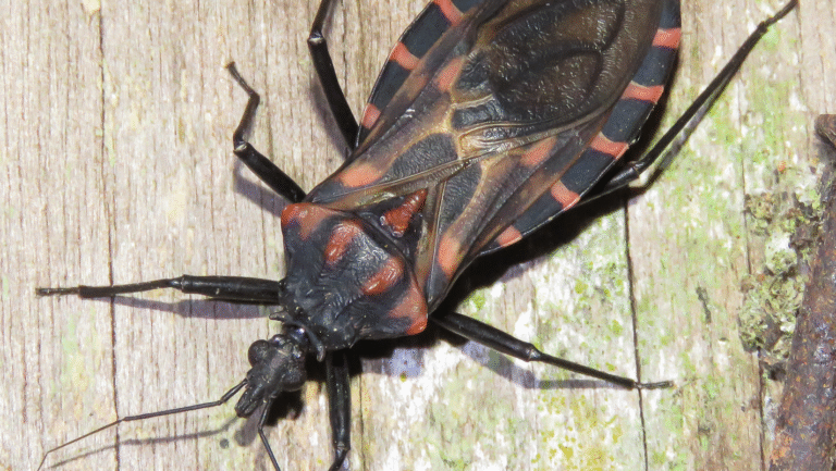 The World’s Most Dangerous Insects and the Diseases They Spread ...