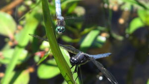 How Dragonflies Help Control Mosquito Populations – Insect Hive