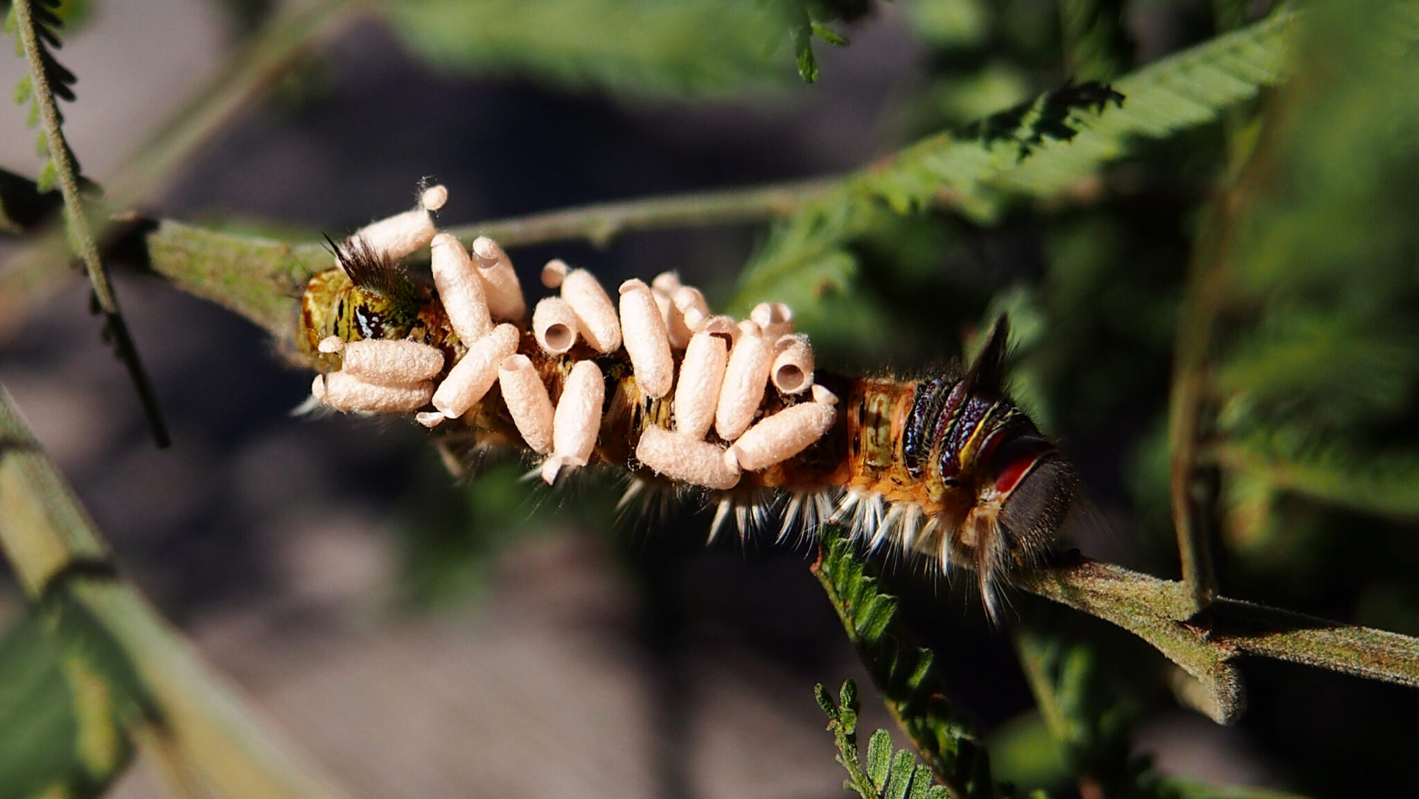 Insects That Live Inside Other Insects — The Ultimate Parasites ...