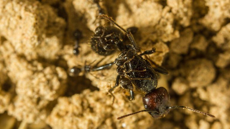 How Long Do Insects Live? A Look at Lifespans Across Species – Insect Hive