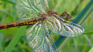When Flight Evolved in Bugs: The Origins of Insect Aviation – Insect Hive