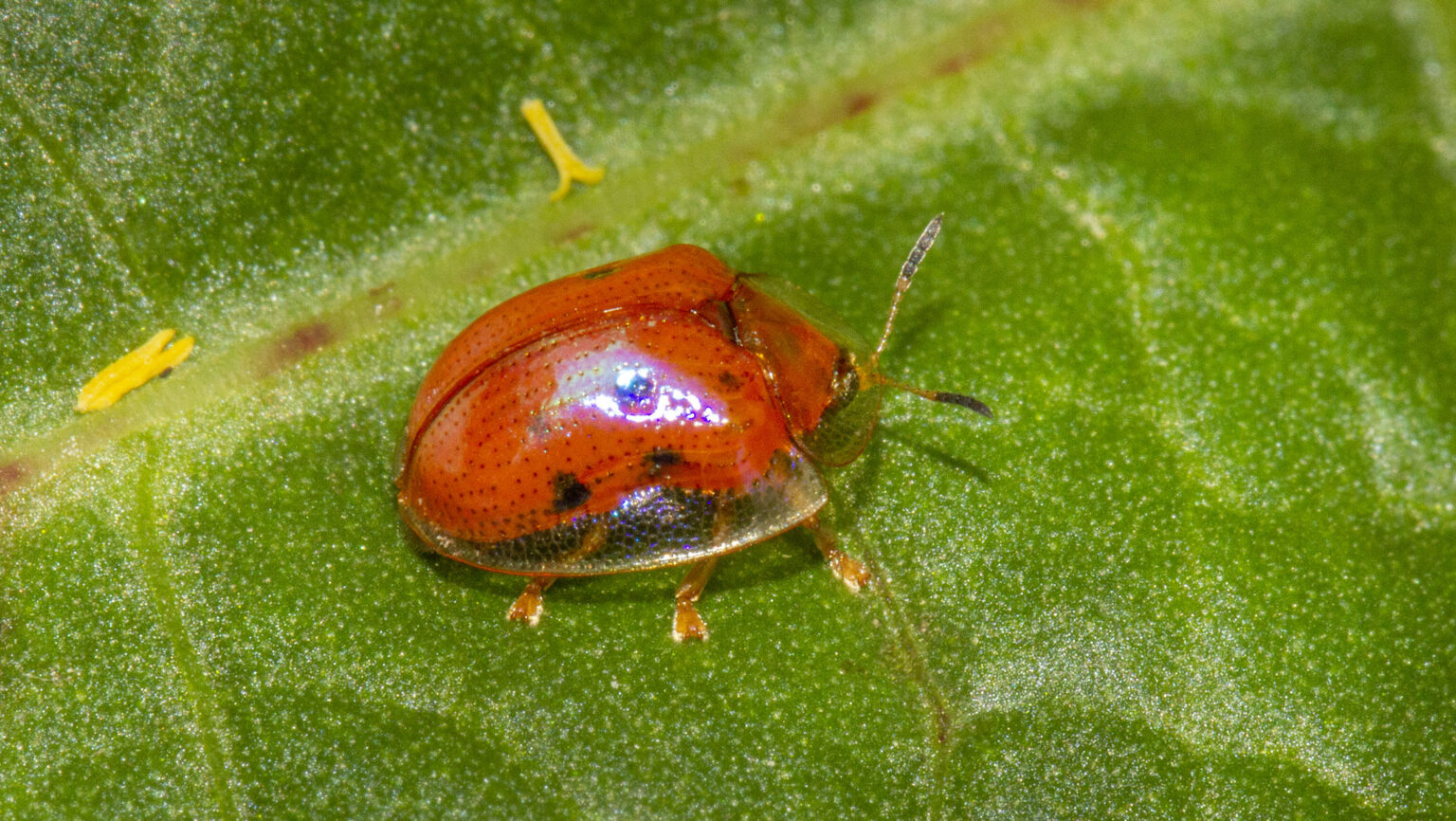 How Some Insects Use Color to Scare, Seduce, or Survive – Insect Hive