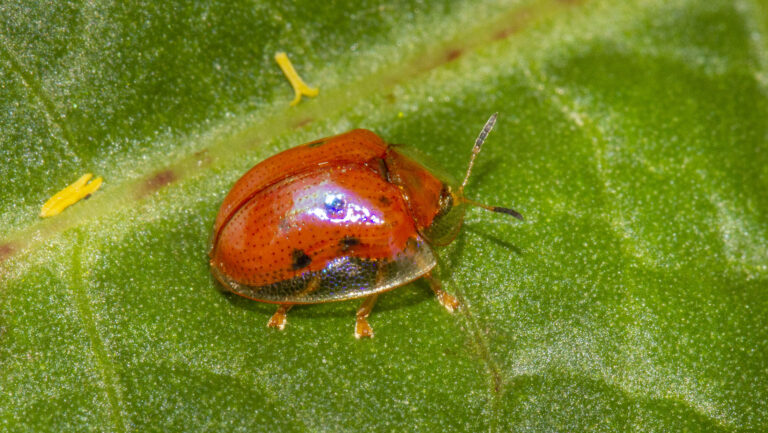 How Some Insects Use Color to Scare, Seduce, or Survive – Insect Hive