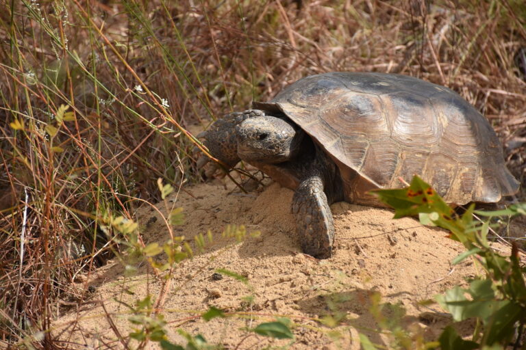Gopher Tortoise Burrow Ecosystems: Where Reptiles and Insects Coexist ...