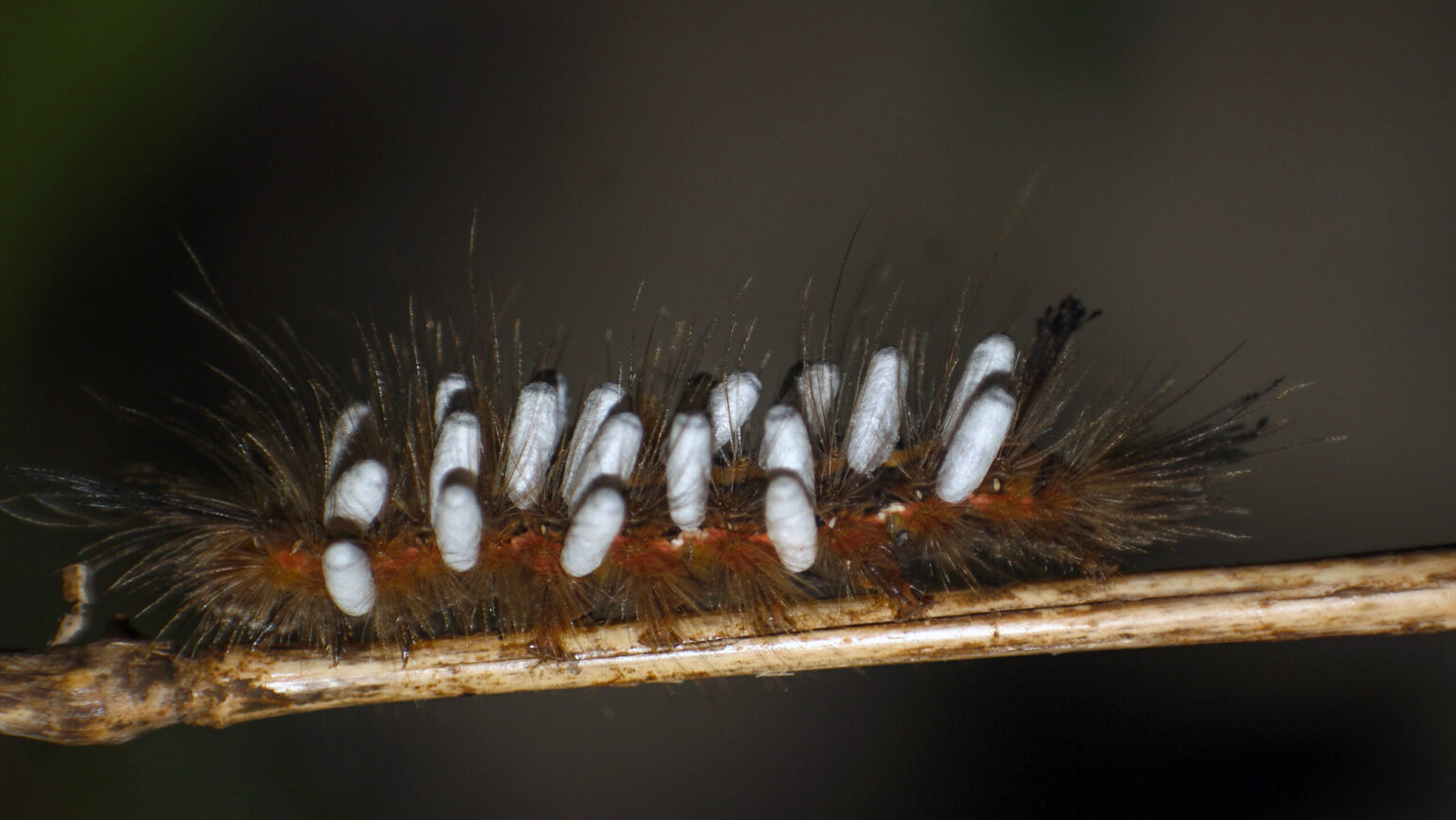 Insects That Live Inside Other Insects — The Ultimate Parasites ...