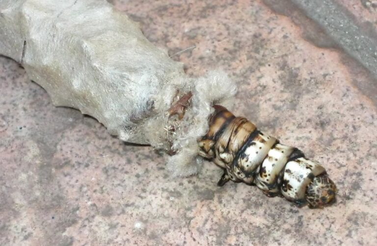 What Happens Inside a Cocoon? The Most Radical Transformation in Nature ...