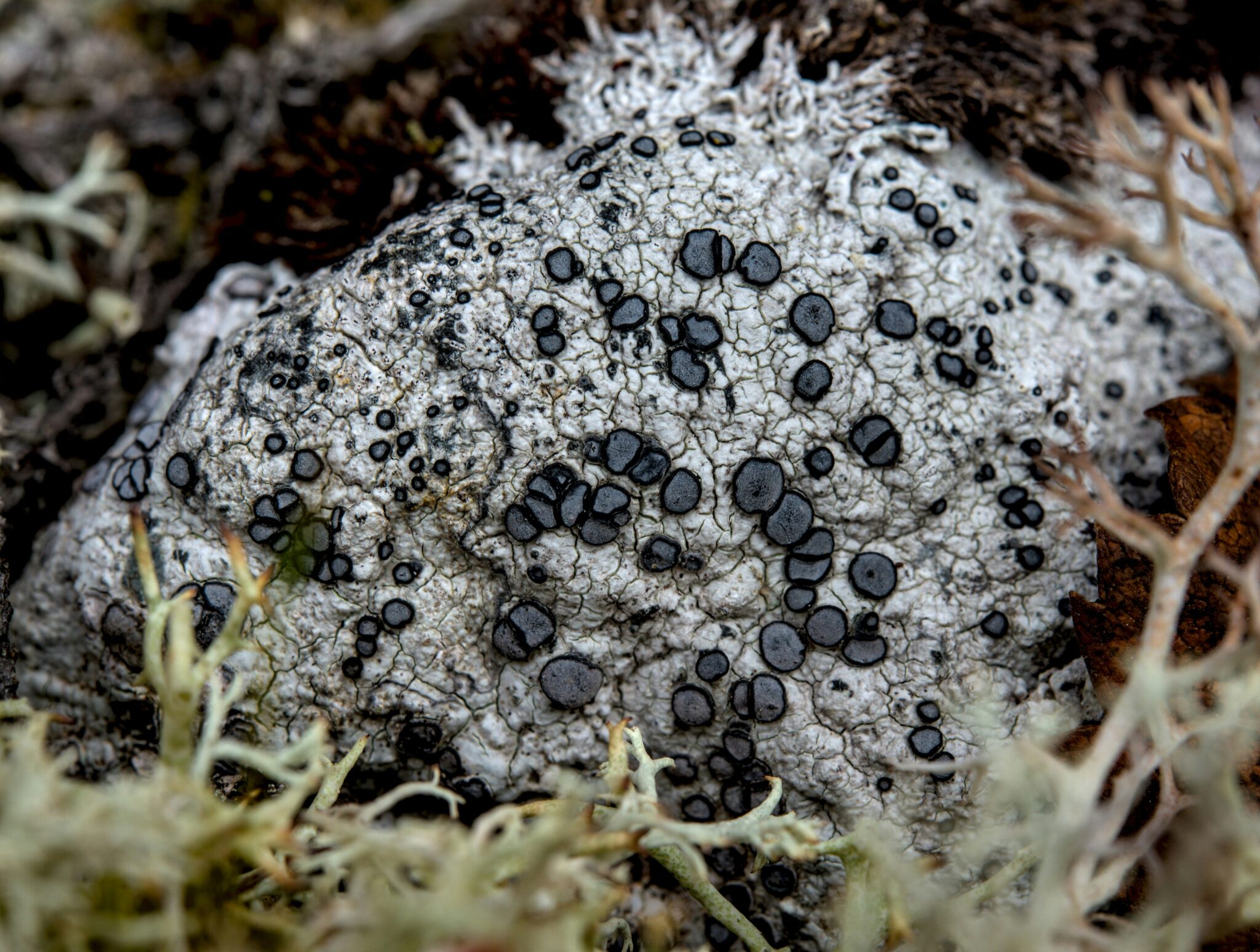 Insects That Lay Eggs in Water Mud and Even Other Bugs – Insect Hive