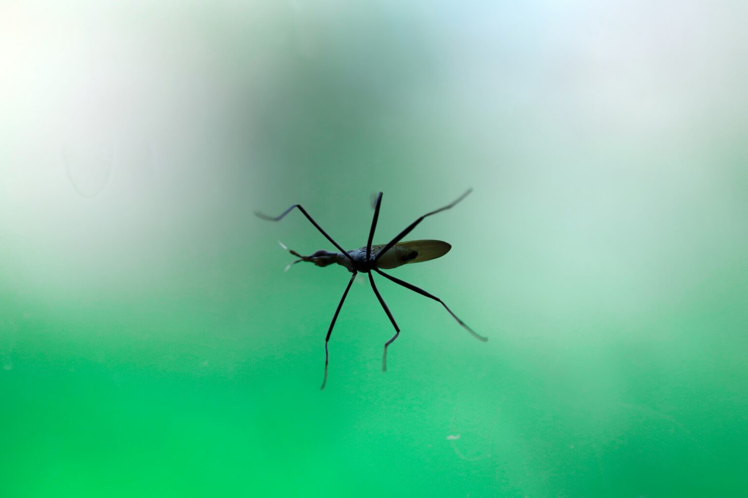 The Long Flight of the Asian Tiger Mosquito A Global Pest Success Story ...