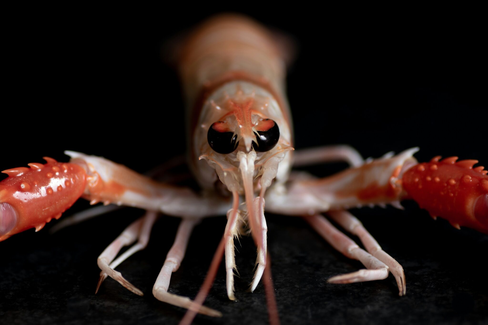 The Real Insects That Inspired Alien Starship Troopers and Other Sci Fi ...