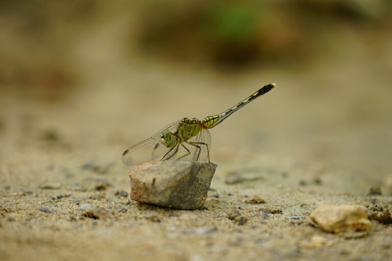 The Real Insects That Inspired Alien Starship Troopers and Other Sci Fi ...