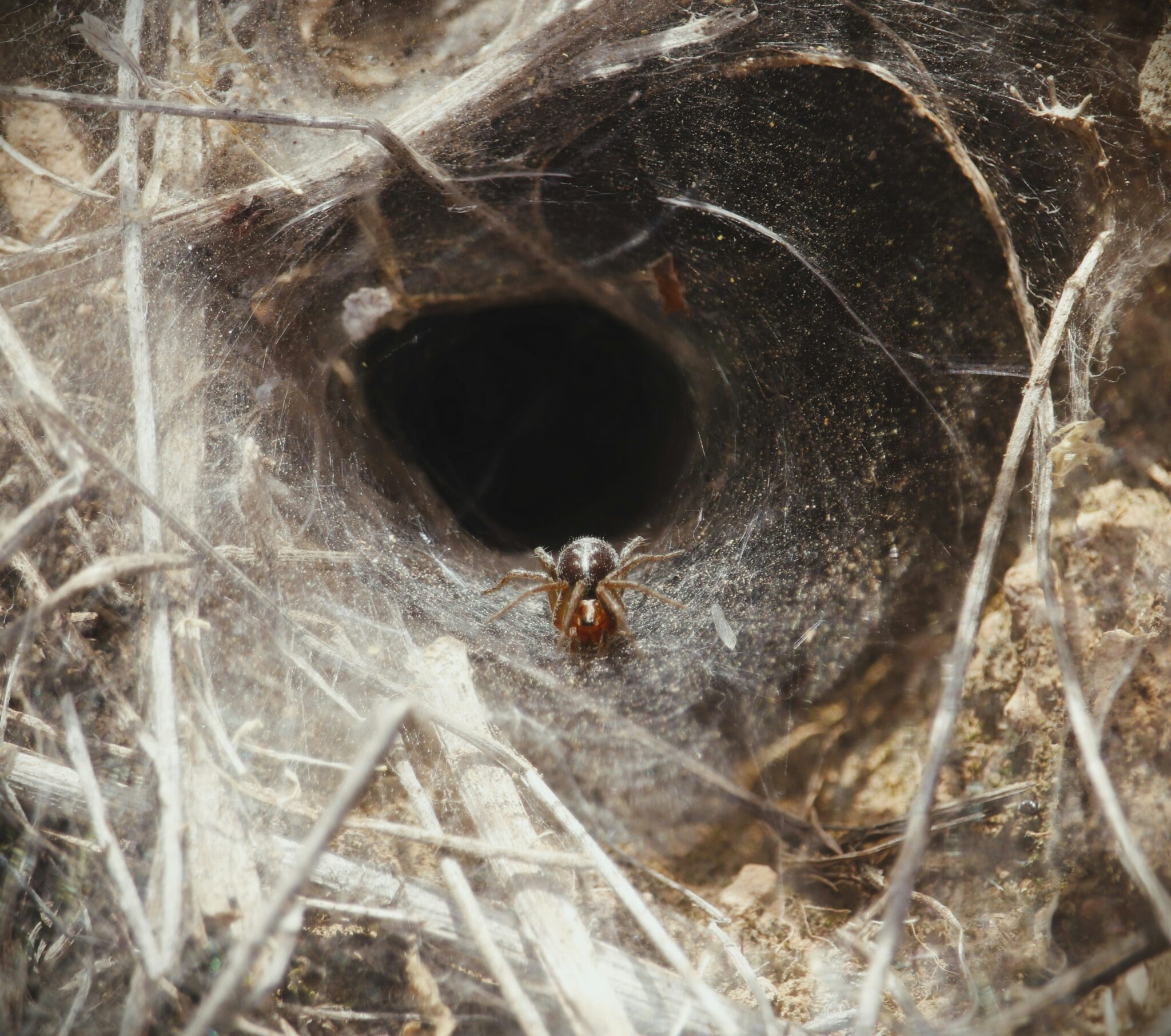 The Kauai Cave Wolf Spider A Sightless Predator in Hawaiian Caves ...