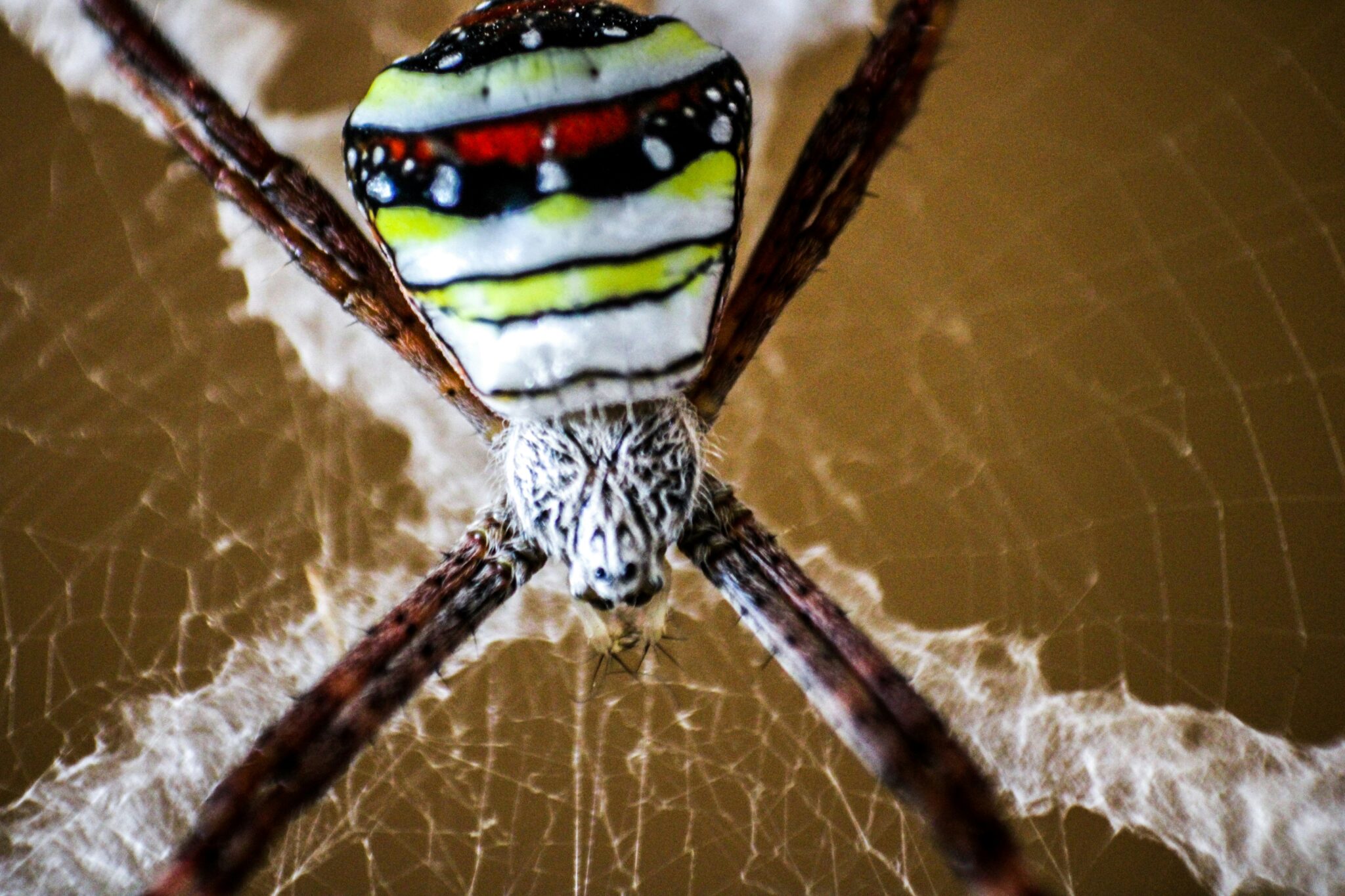 Mothman Scarabs and Spider Gods The Role of Insects in Myth and ...