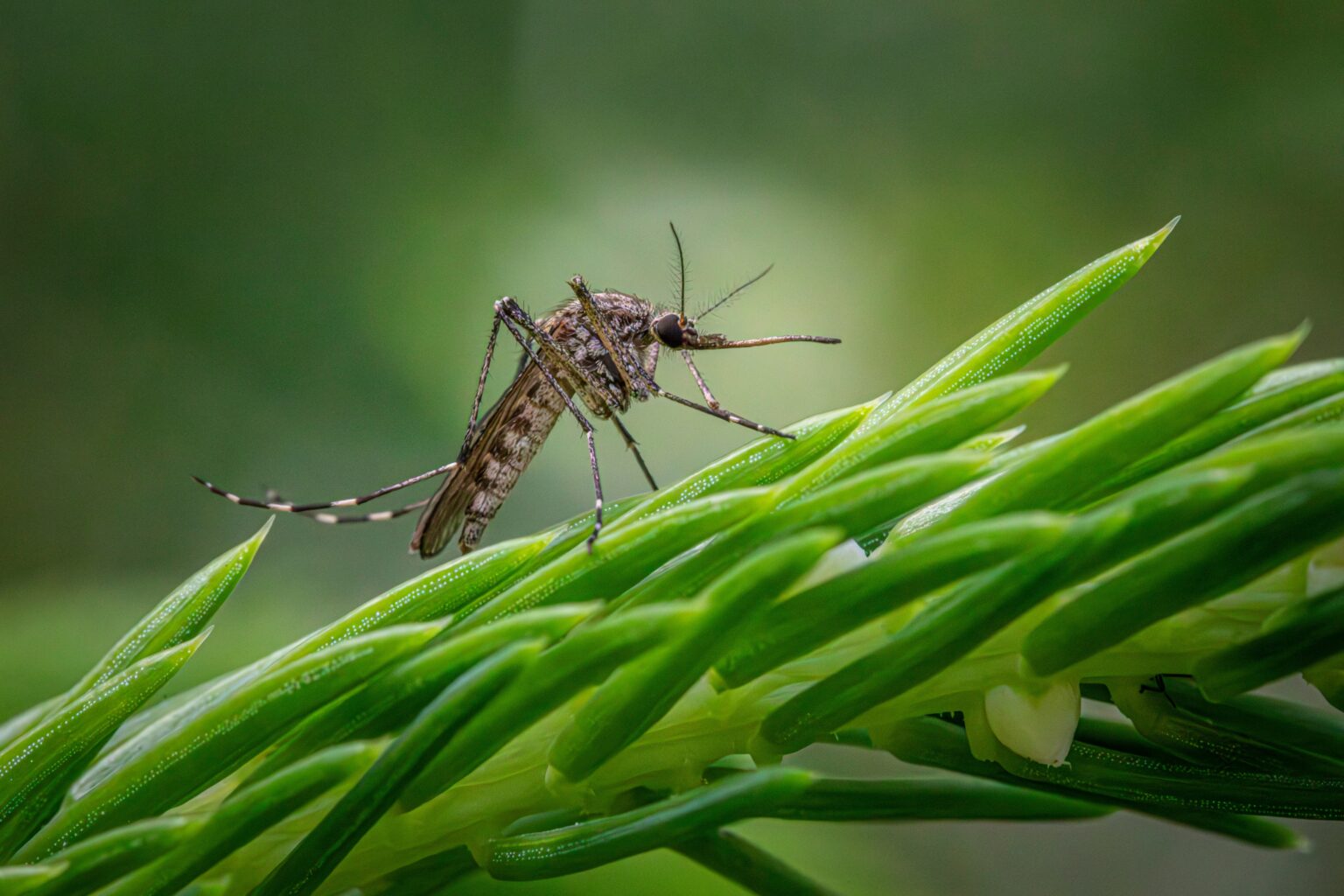 The Long Flight of the Asian Tiger Mosquito A Global Pest Success Story ...