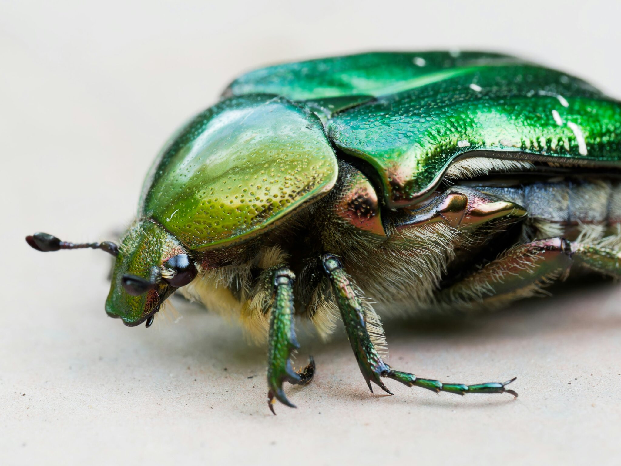 The Most Extreme Mouthparts in the Insect World And What They are For ...