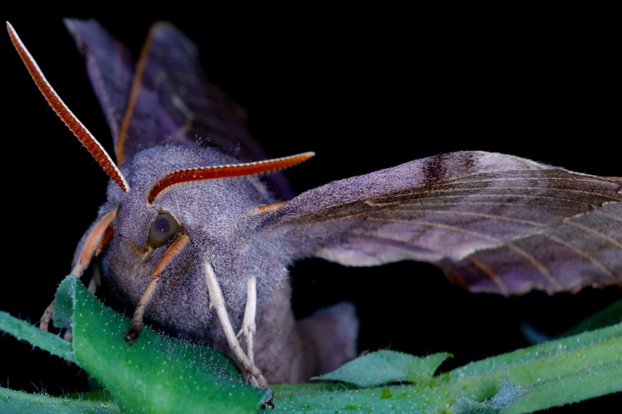 Mothman Scarabs and Spider Gods The Role of Insects in Myth and ...