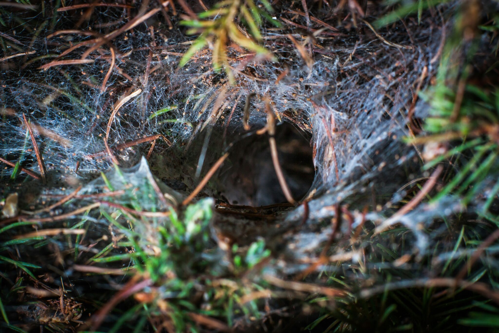 The Kauai Cave Wolf Spider A Sightless Predator in Hawaiian Caves ...