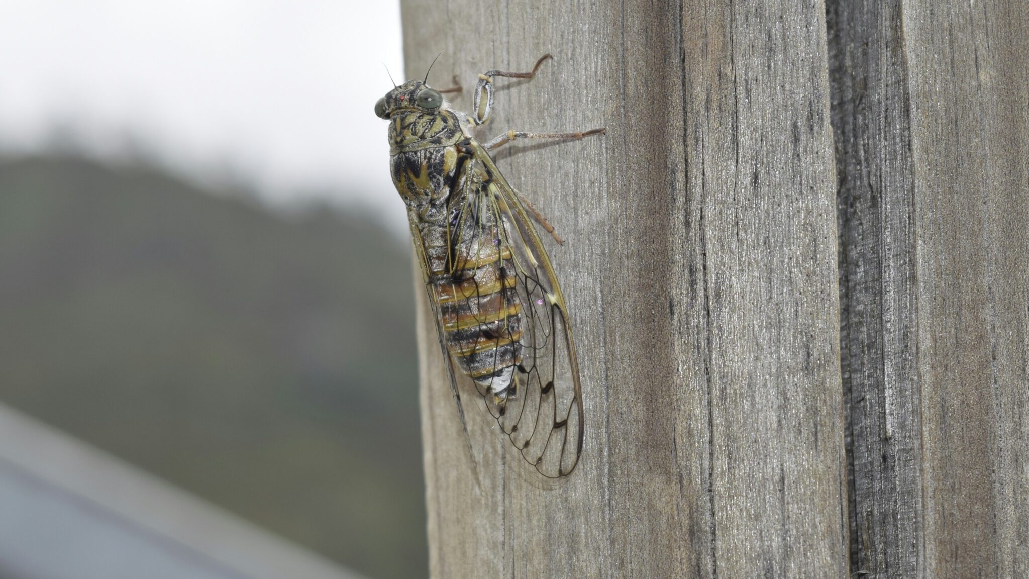 The Loudest Insect on Earth and Why It Screams – Insect Hive