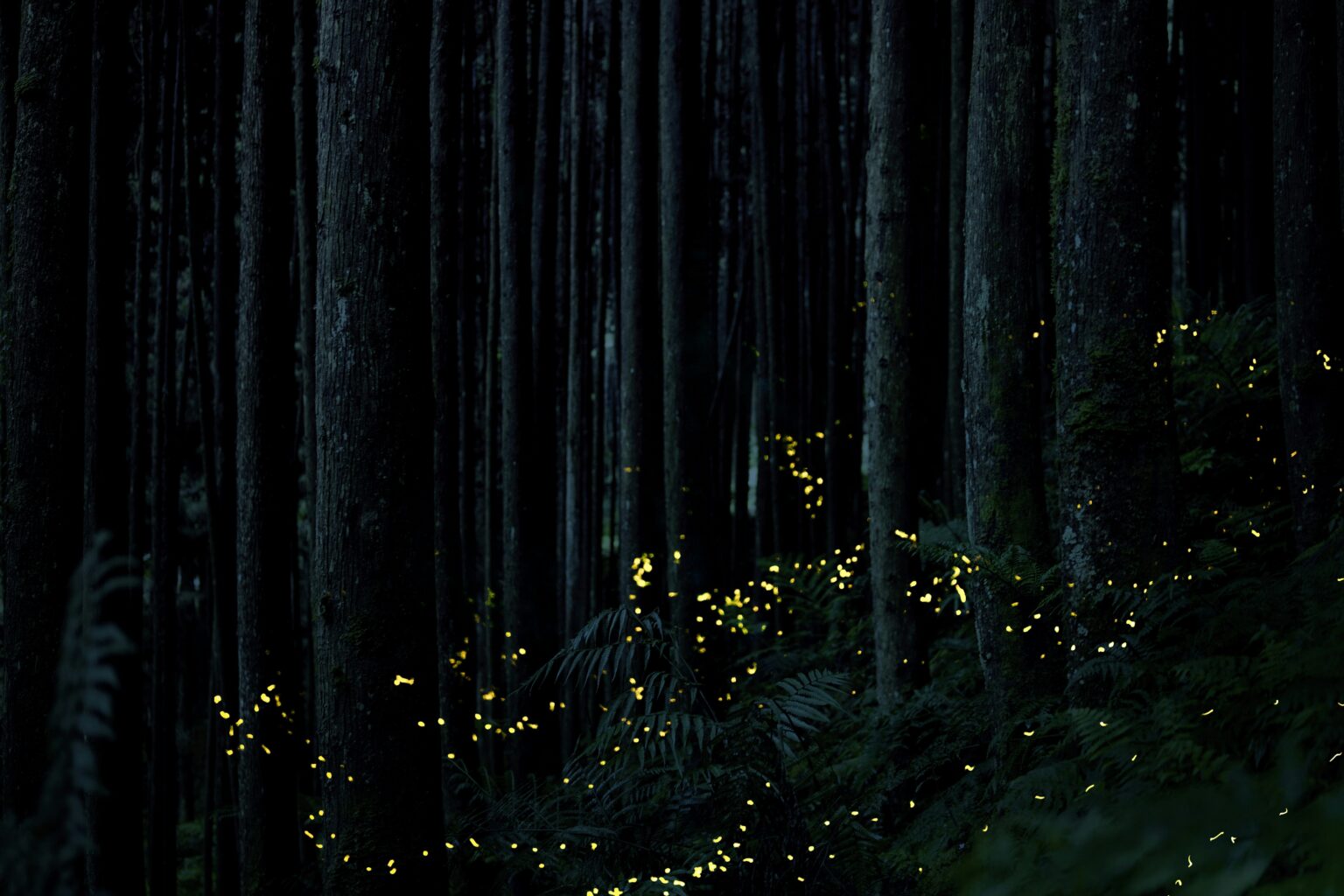 How Fireflies Evolved to Glow And Why Some Now Don’t – Insect Hive