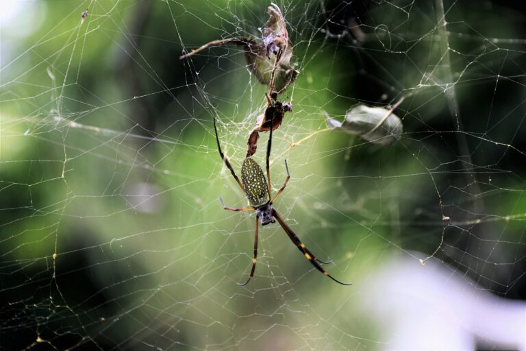 The Kauai Cave Wolf Spider A Sightless Predator in Hawaiian Caves ...