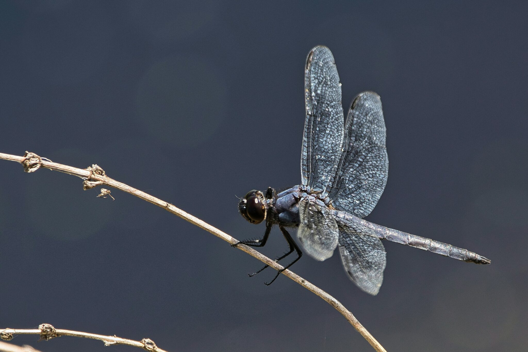 Insects That Breathe Without Lungs Evolutions Alternative Air System ...