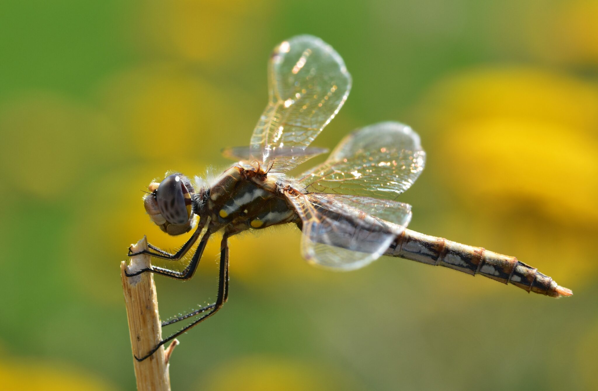 Ranking Insects by Superpower (Speed, Strength, Survival, Stealth ...