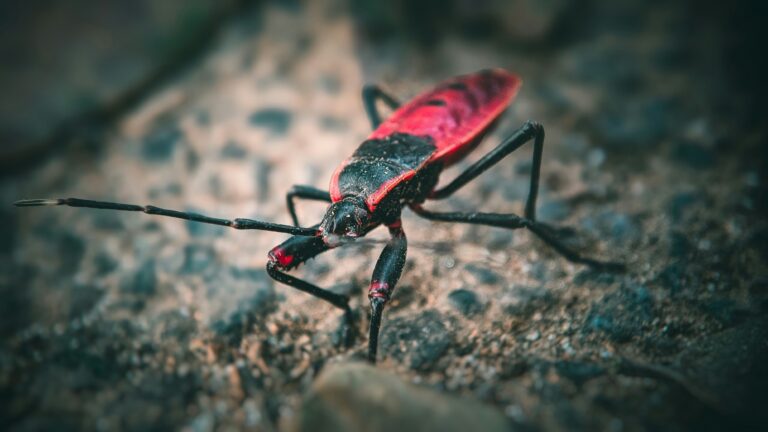 Mothman Scarabs and Spider Gods The Role of Insects in Myth and ...