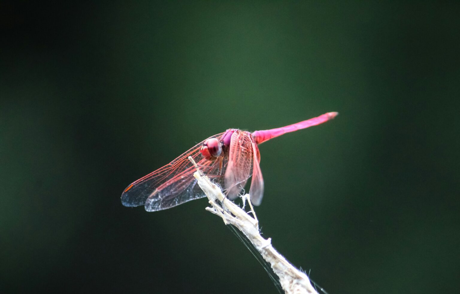 The Strange Symmetry of Insect Wings and Why Its Not Always Perfect ...