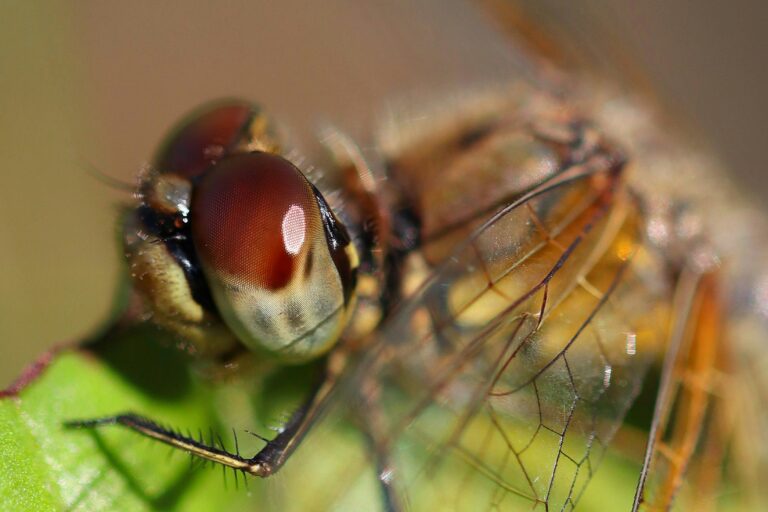 Insects That Breathe Without Lungs Evolutions Alternative Air System ...