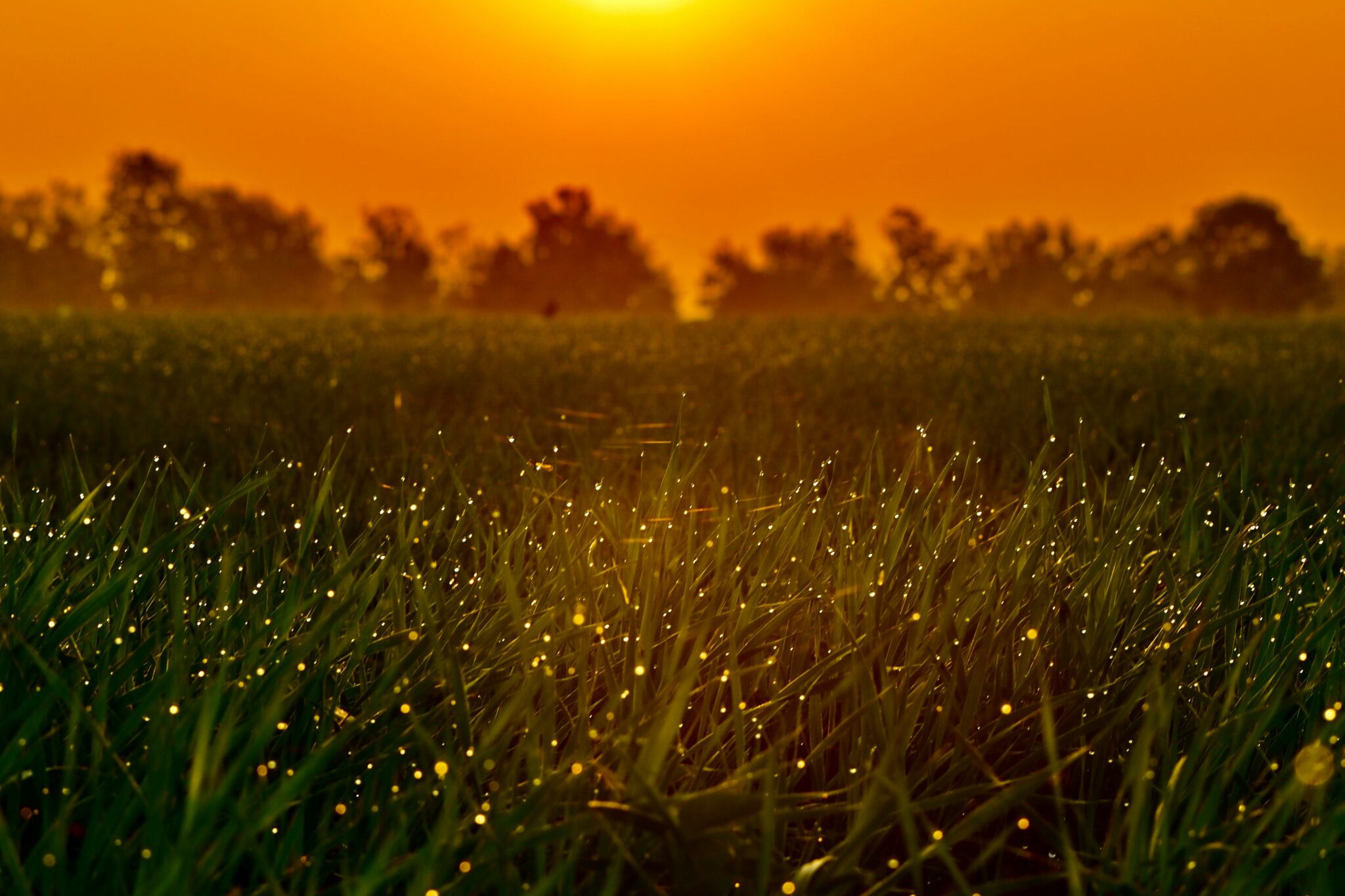 How Fireflies Evolved to Glow And Why Some Now Don’t – Insect Hive